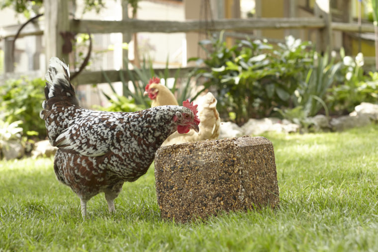 How to Stop Chickens From Pecking Each Other in 3 Easy Steps - Backyard ...